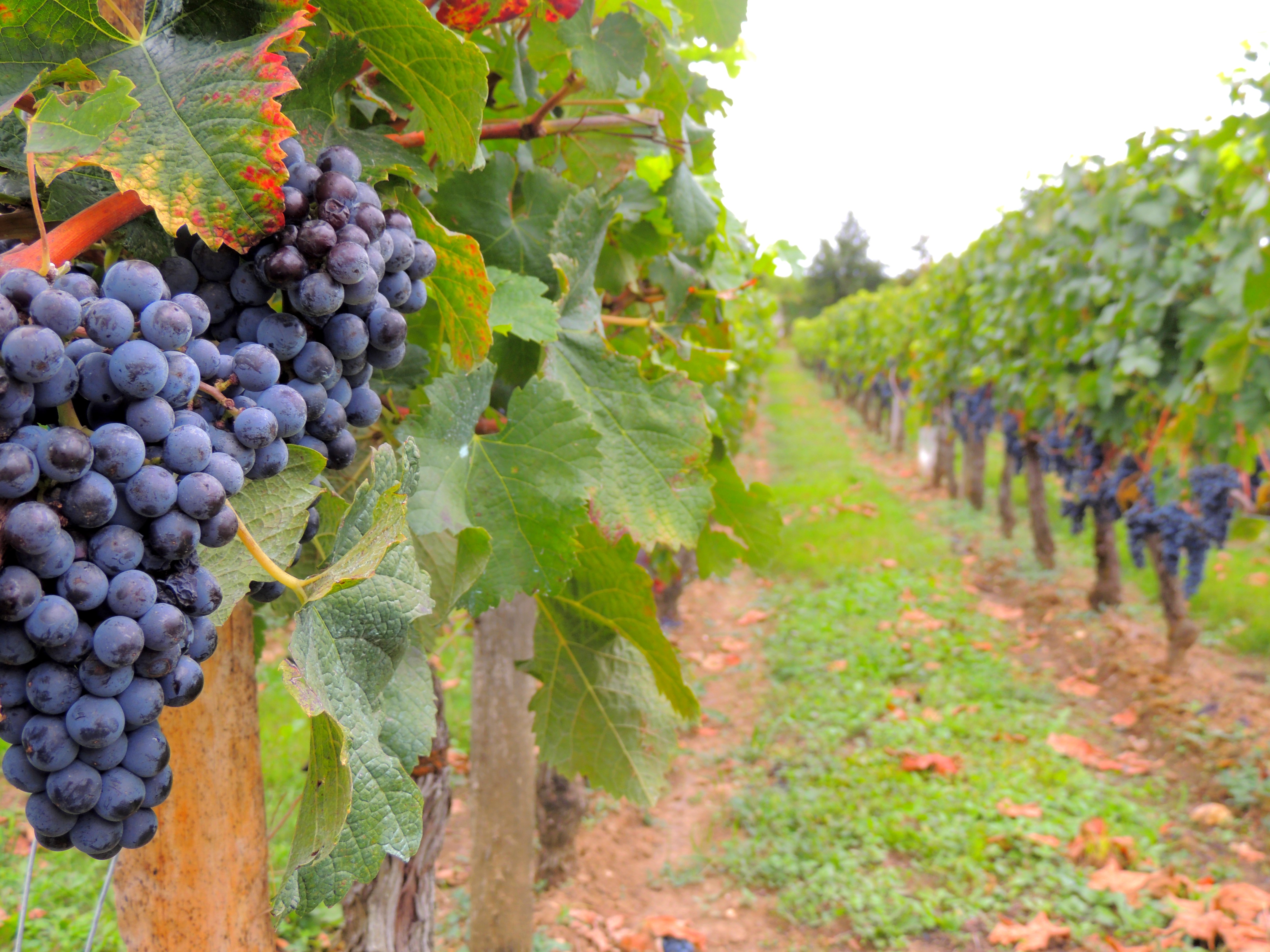 Chateau Panet – Vignobles Carles